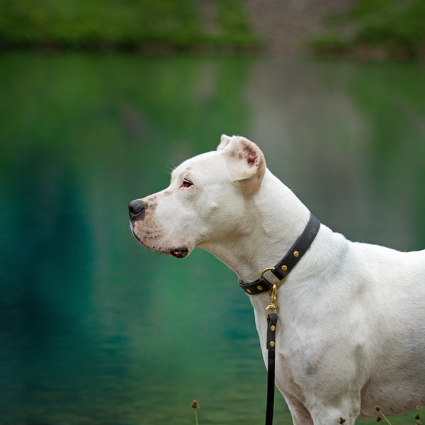 Biothane Center Ring Collar | Sloppy Chops Co.