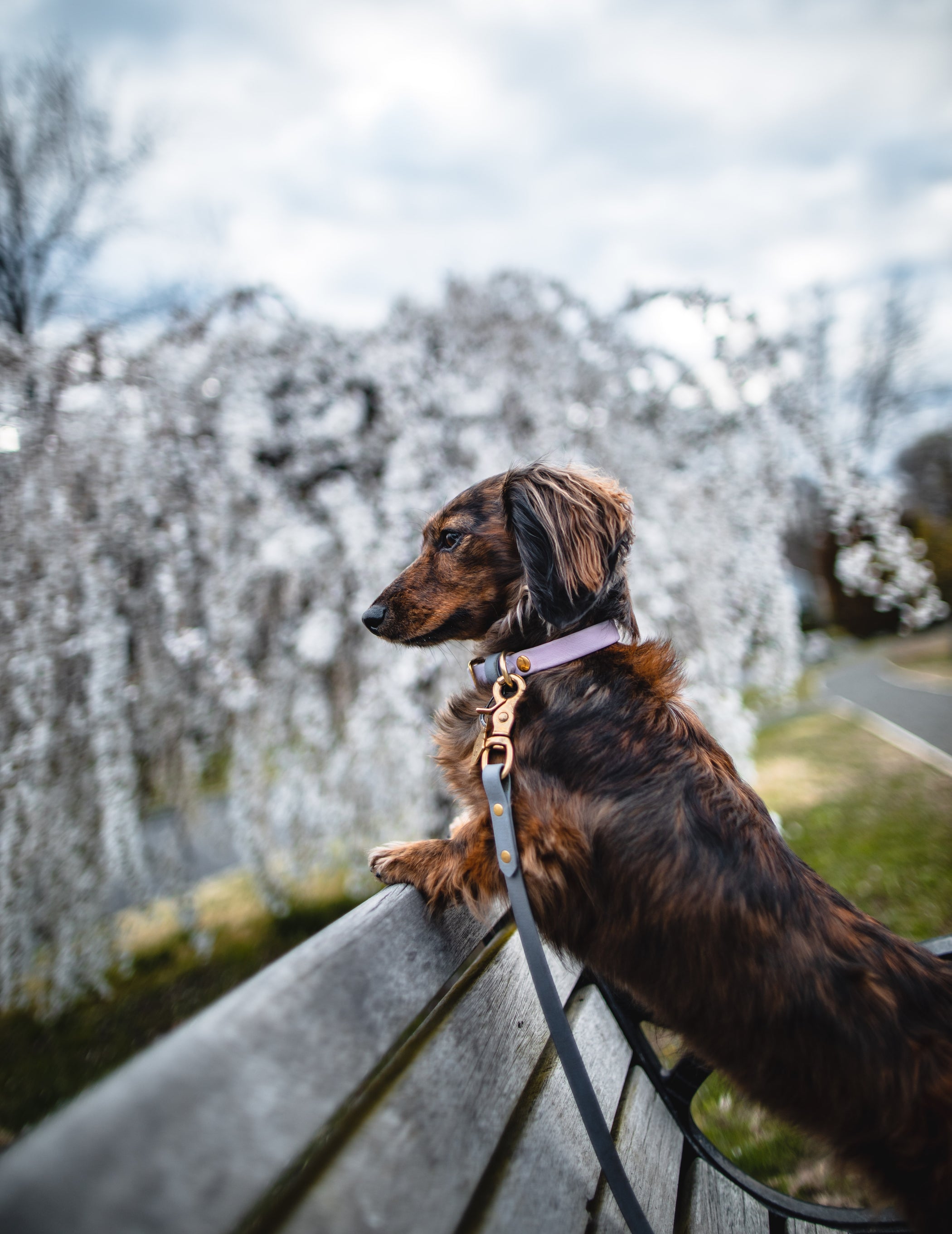 Katmai Collar | Sloppy Chops Co.