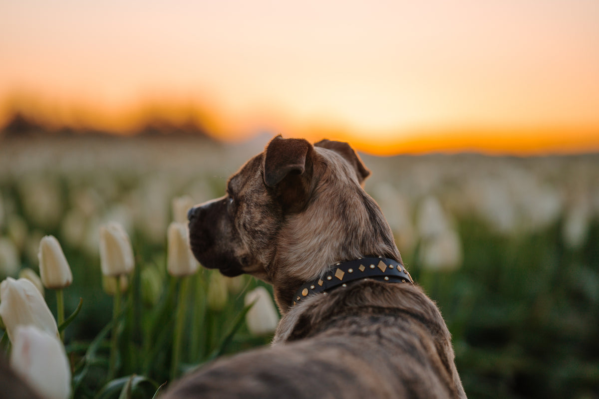 The 'Mantis' BioThane Collar | Sloppy Chops Co.