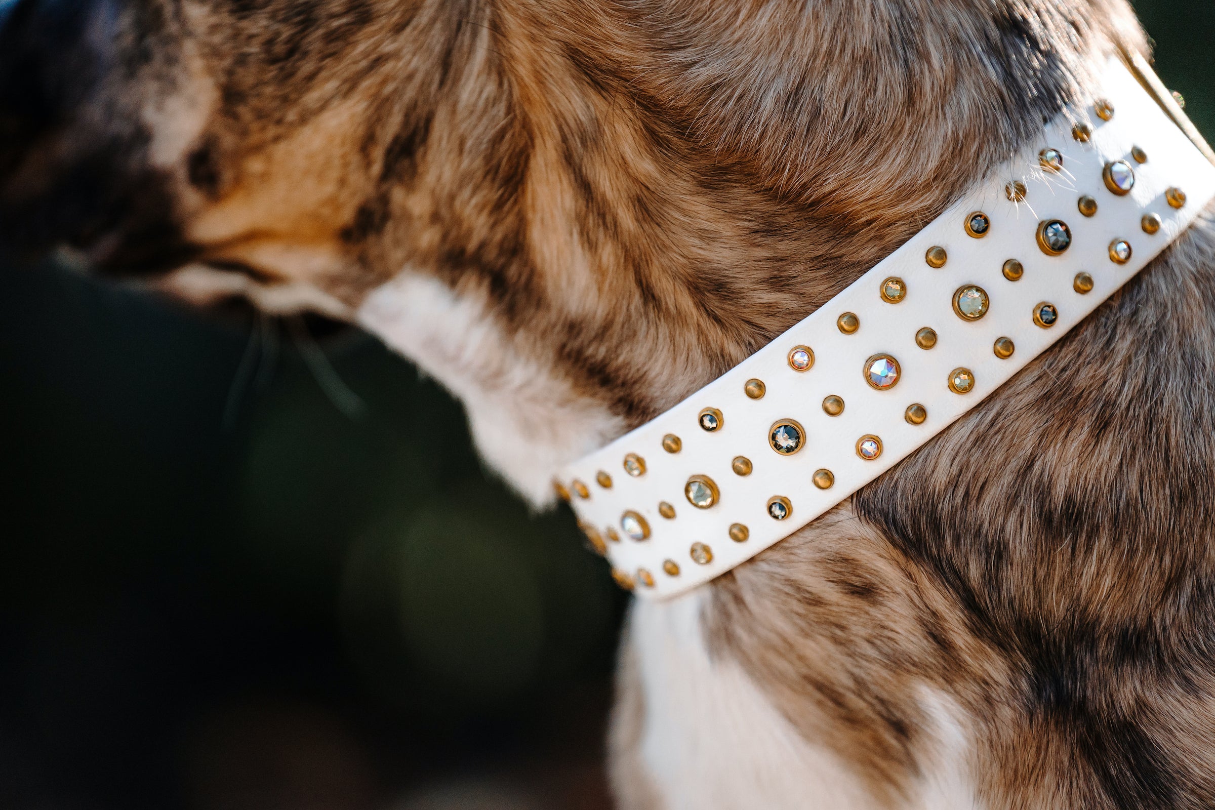 The 'Summit' Collar | Sloppy Chops Co.